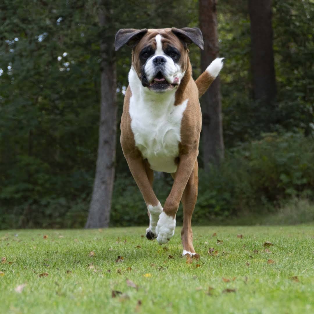 Post from BoxerRex