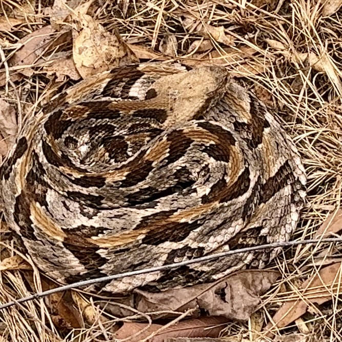 Post from Ocho Verde Wildlife Channel