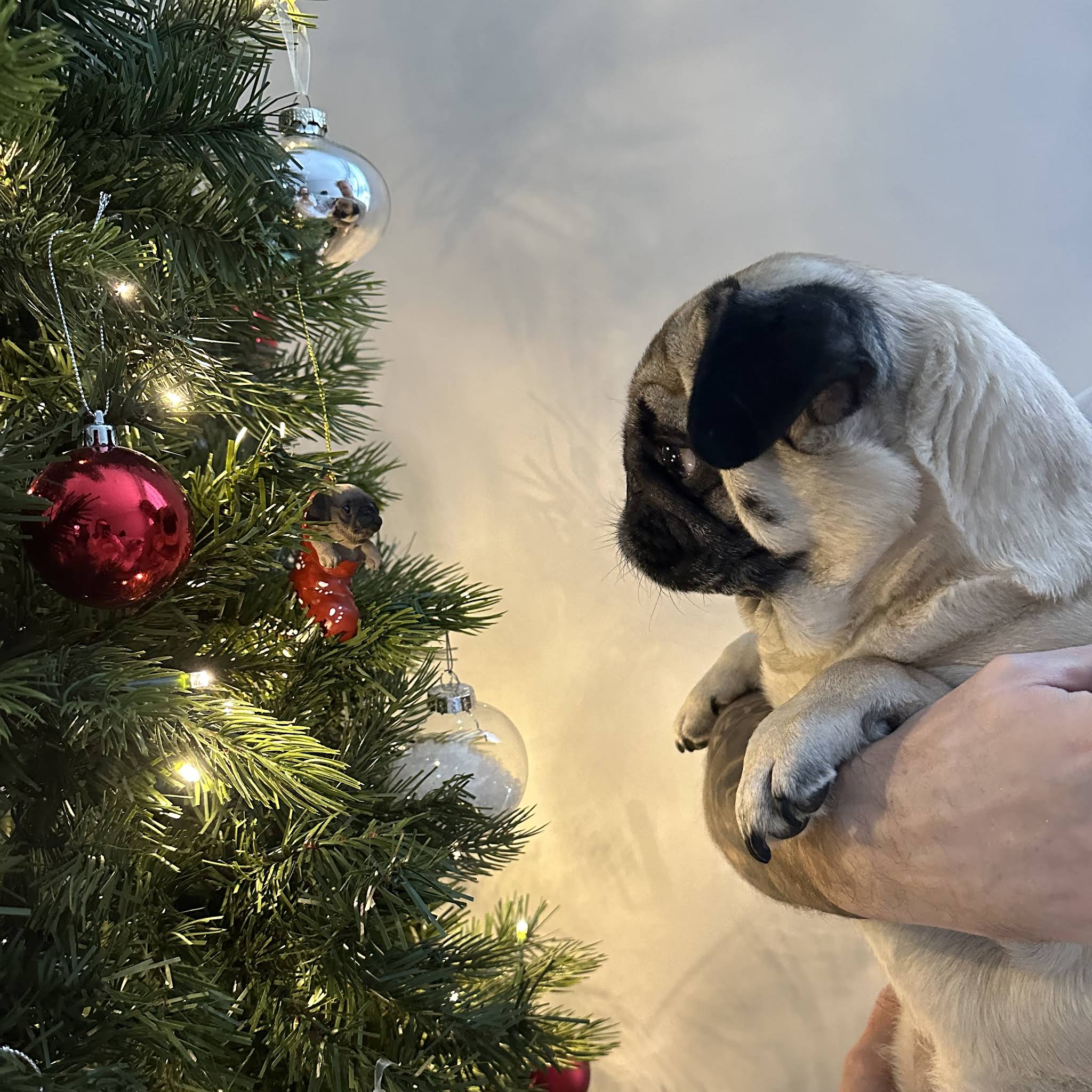 Post from That Pug Pablo & Co