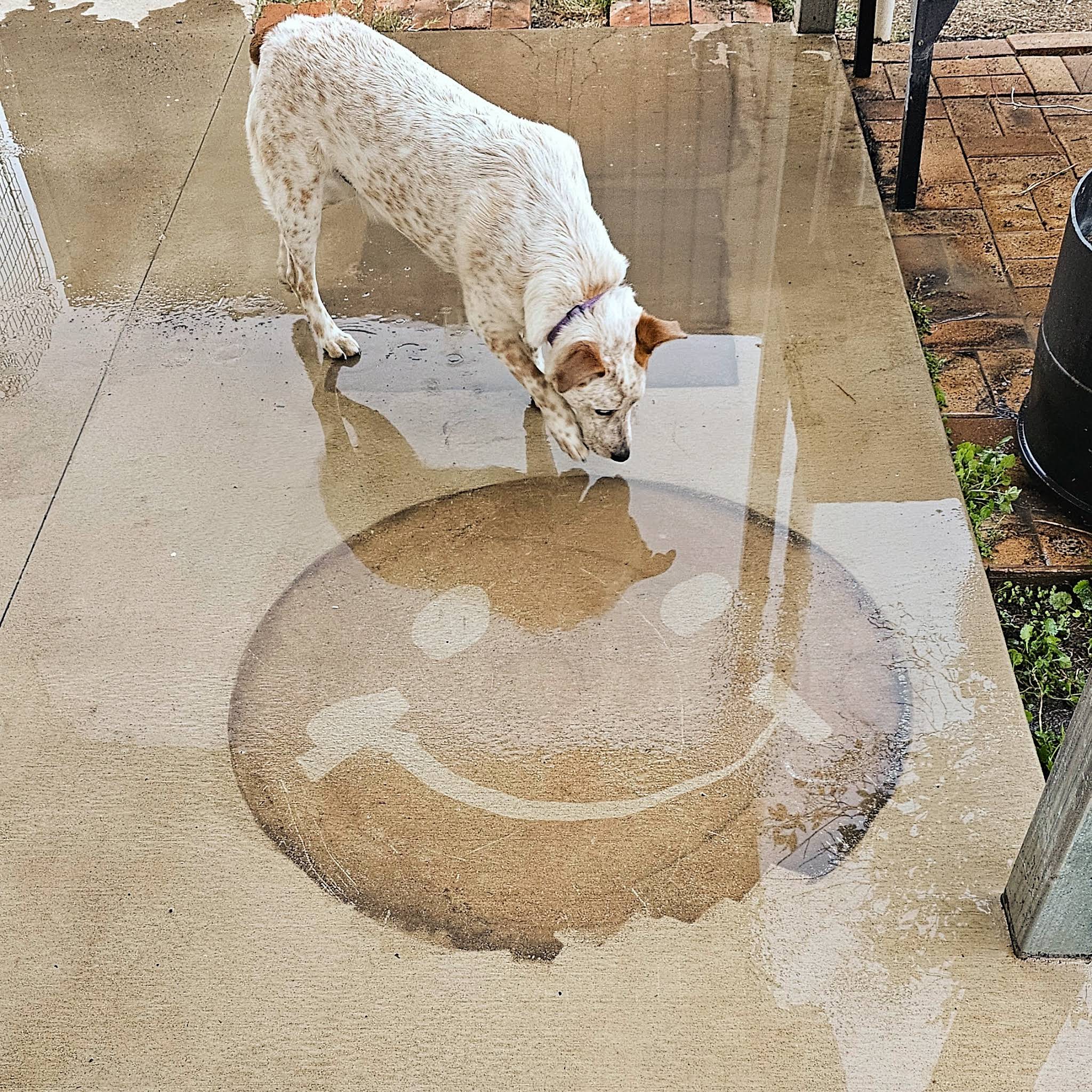 Post from Bits Out The Back Homestead