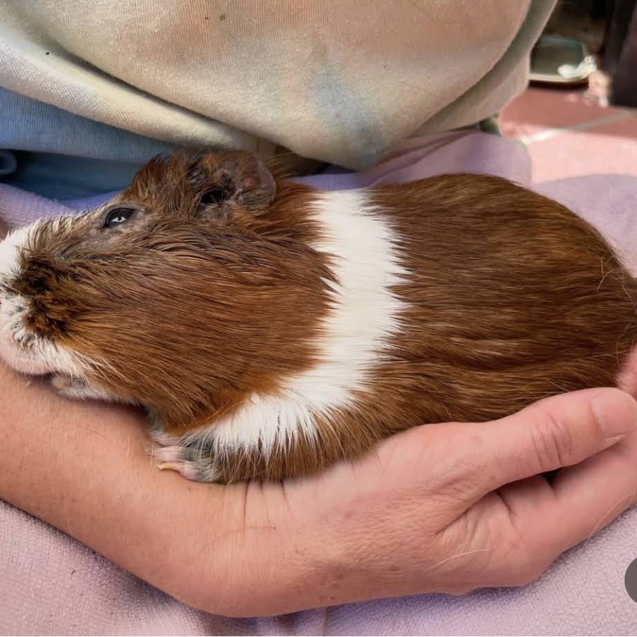 Post from Southern California Guinea Pig Rescue