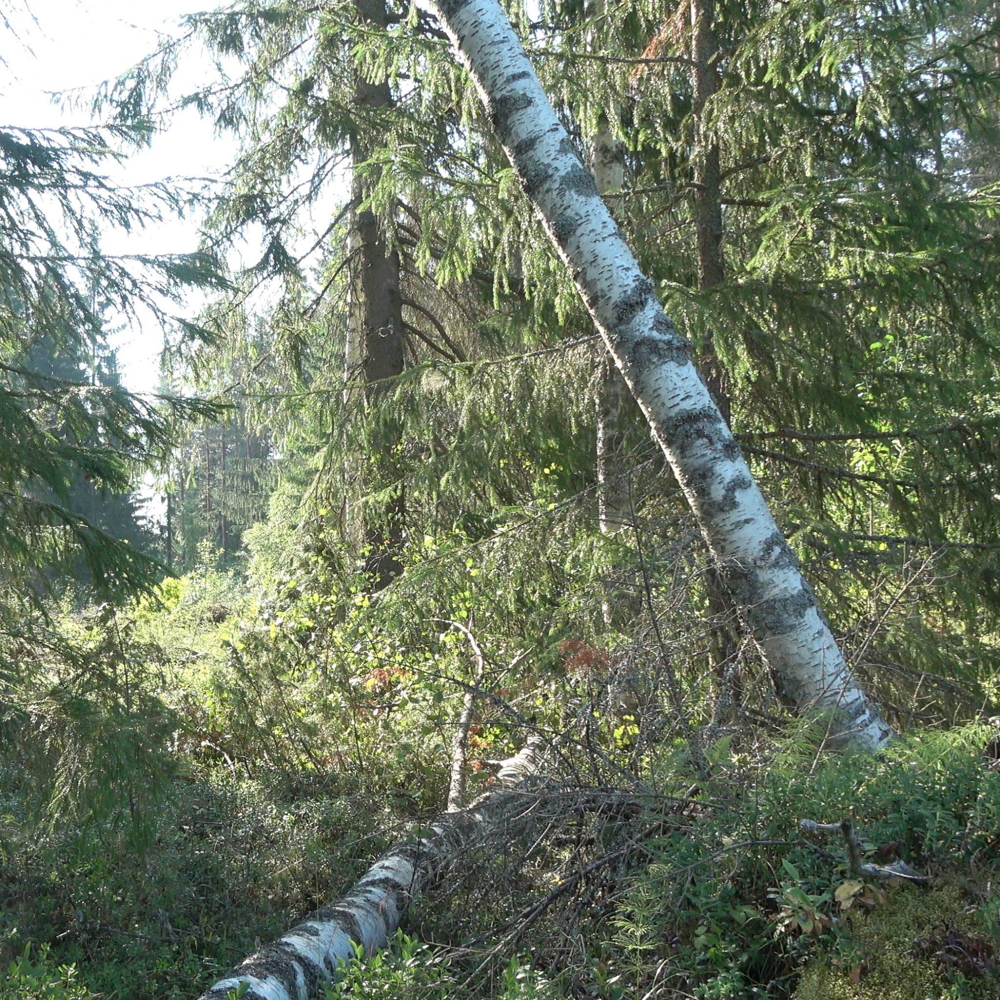 Post from Finnish Lumberjack