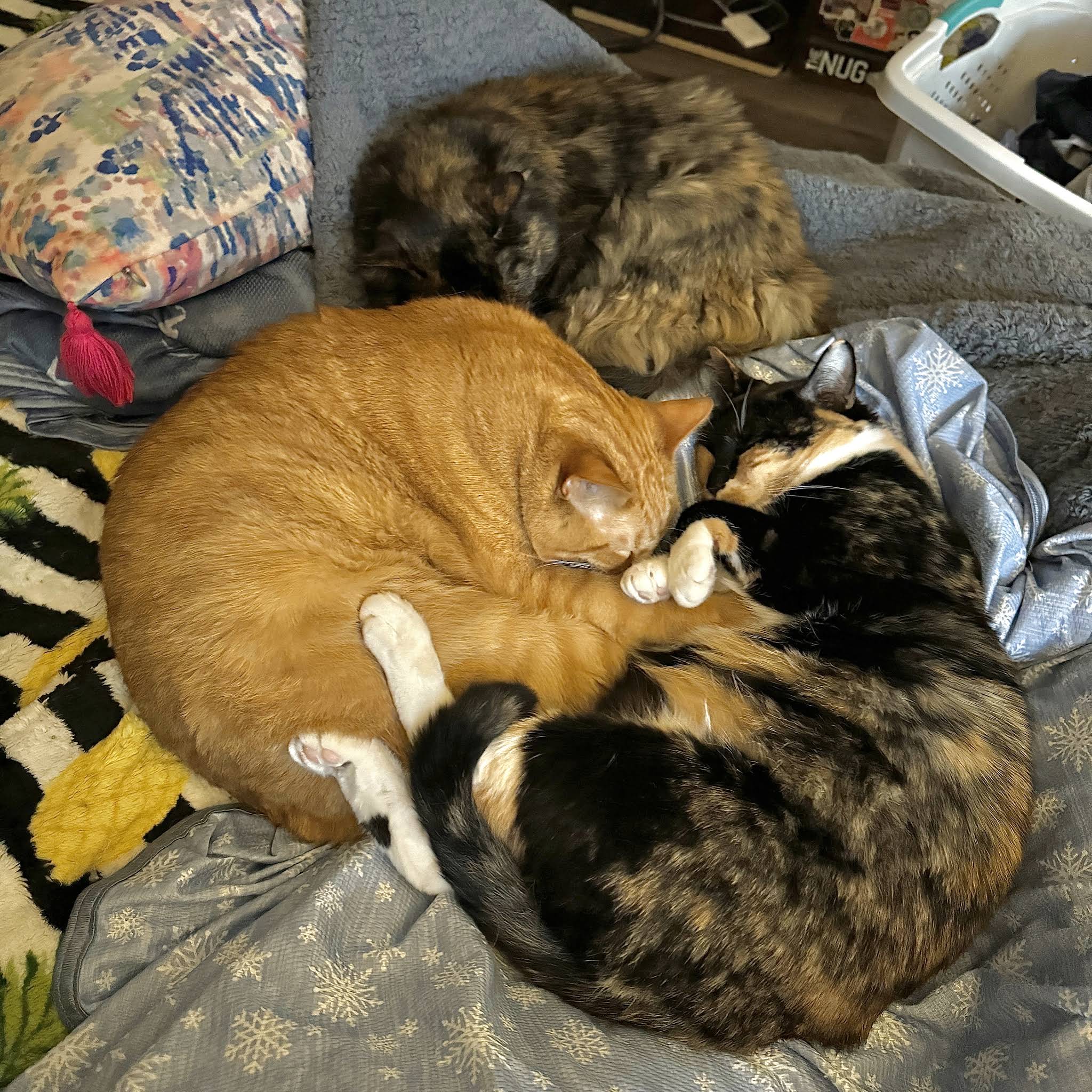 Post from Mauren | Cat Lady Tails