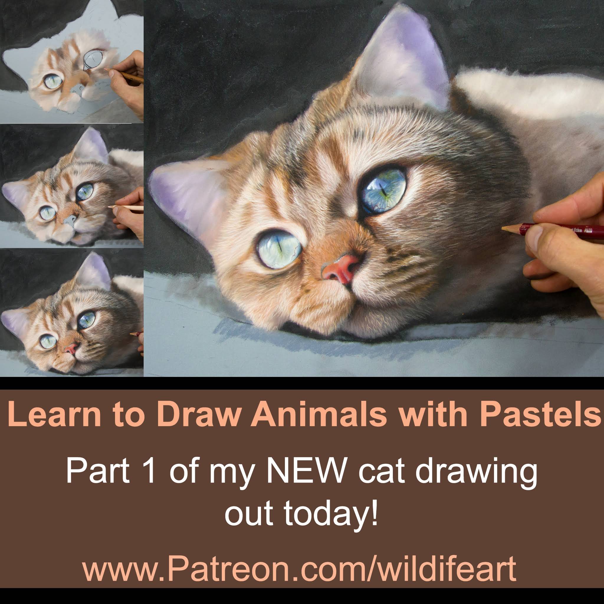 Post from Jason Morgan Wildlife Art Lessons - Draw animals