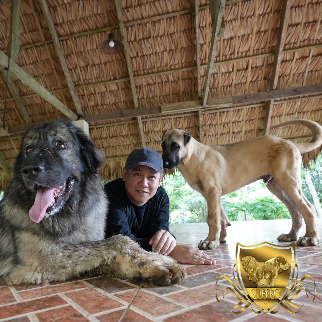 Post from Supero Dog Farm