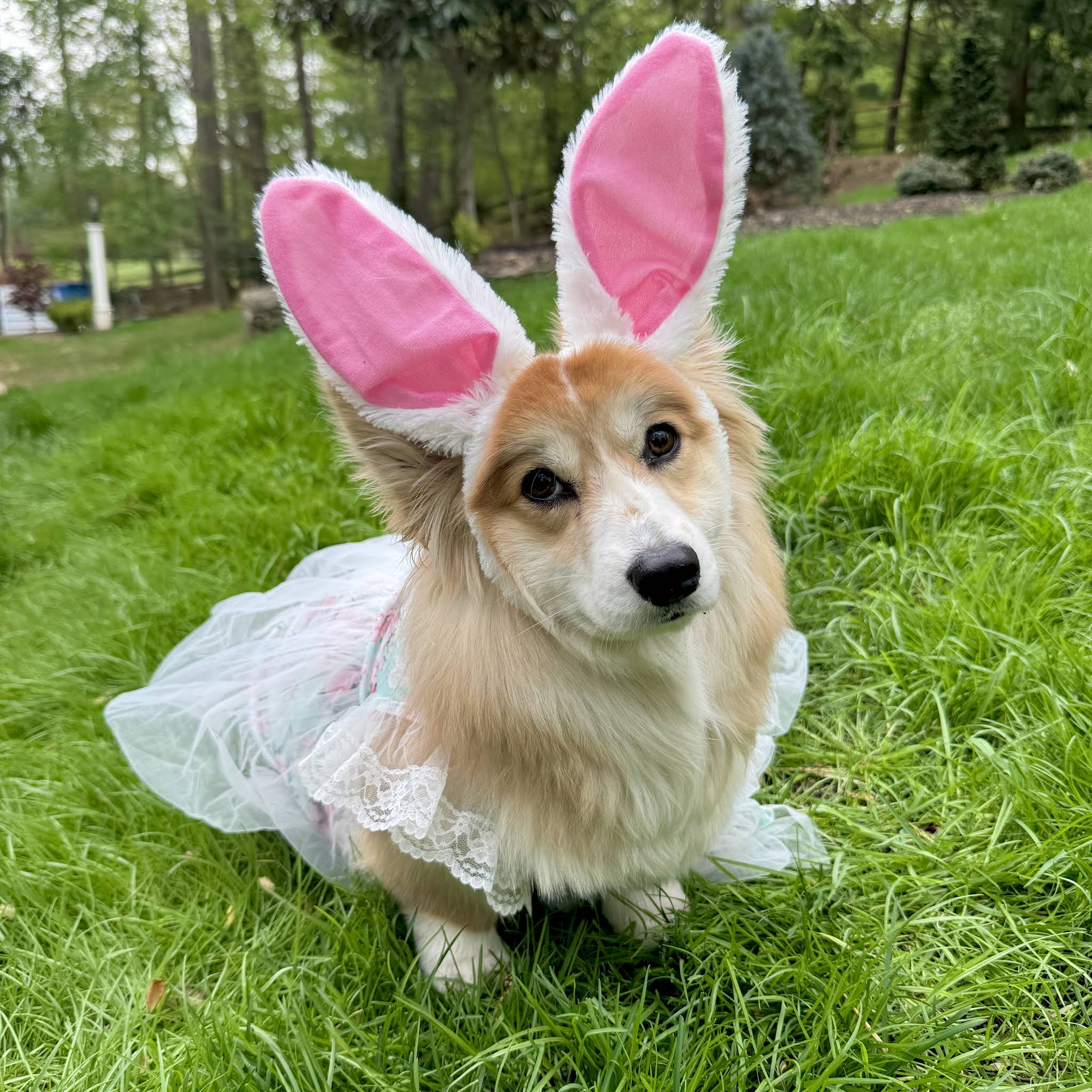 Post from Hammy and Olivia