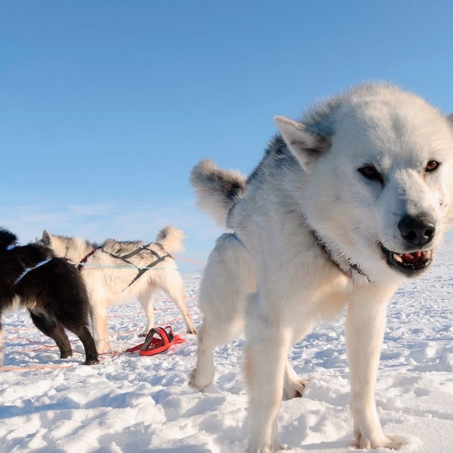 Canadian Eskimo dog - Topic - YouTube