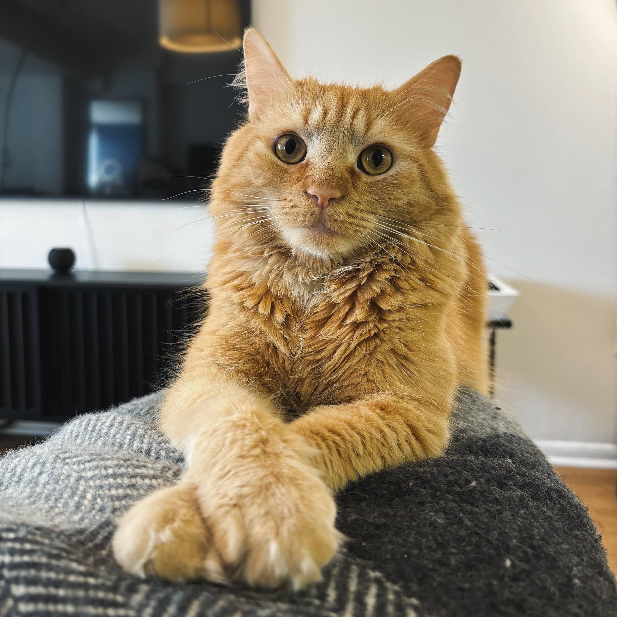 Post from Oh Charlie Cat