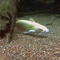Post from fish binky