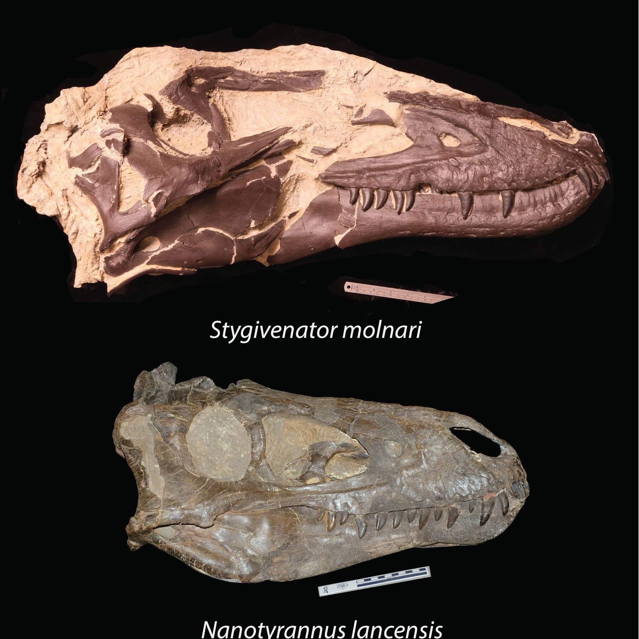Post from Nick Longrich Evolution and Paleontology