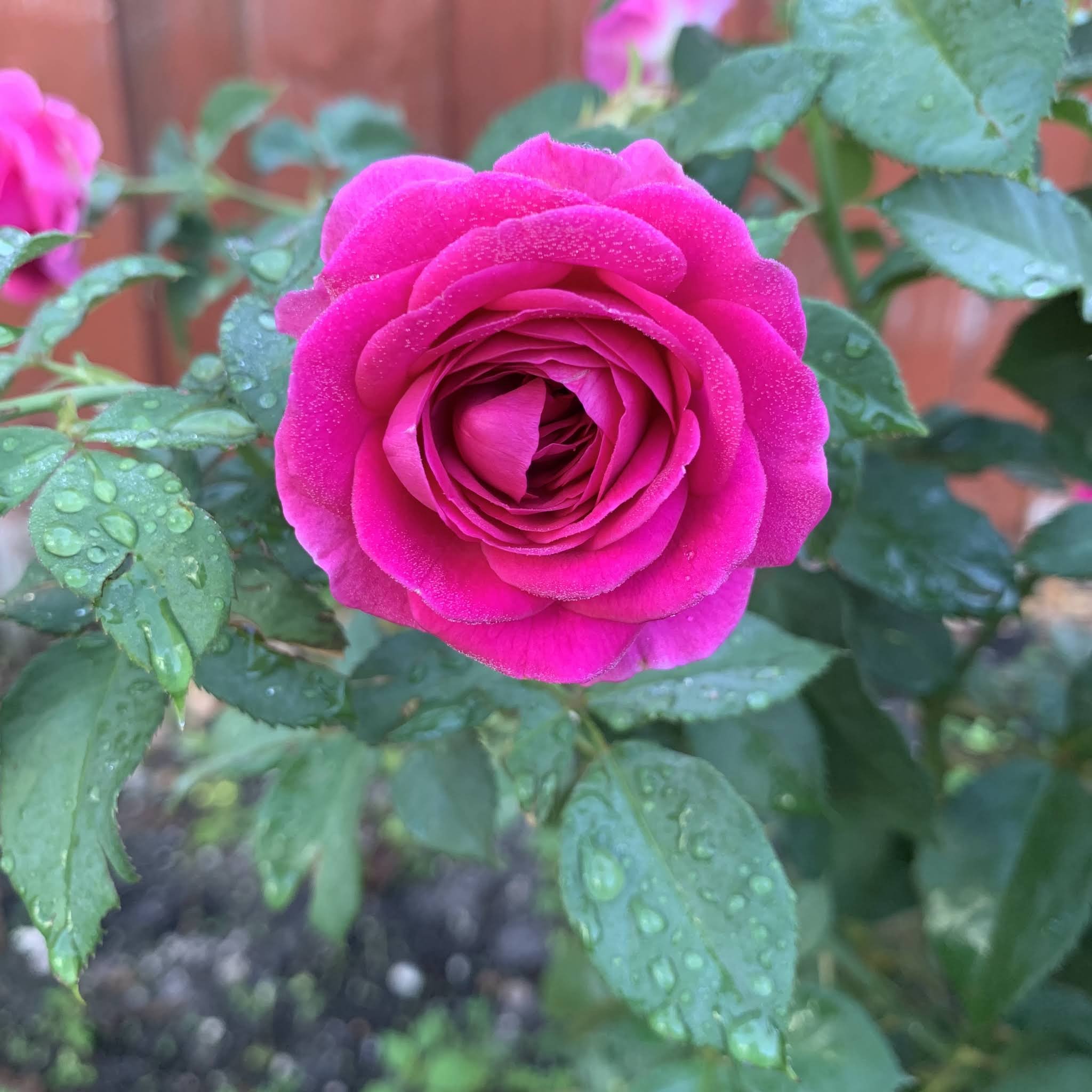 Post from Emmanuel Arce - The Ultimate Gardener