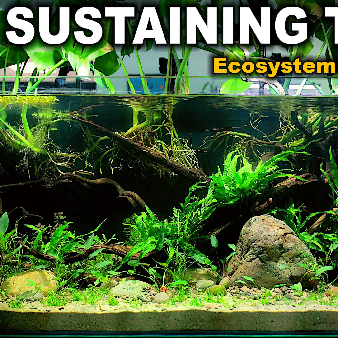 Post from MD Fish Tanks