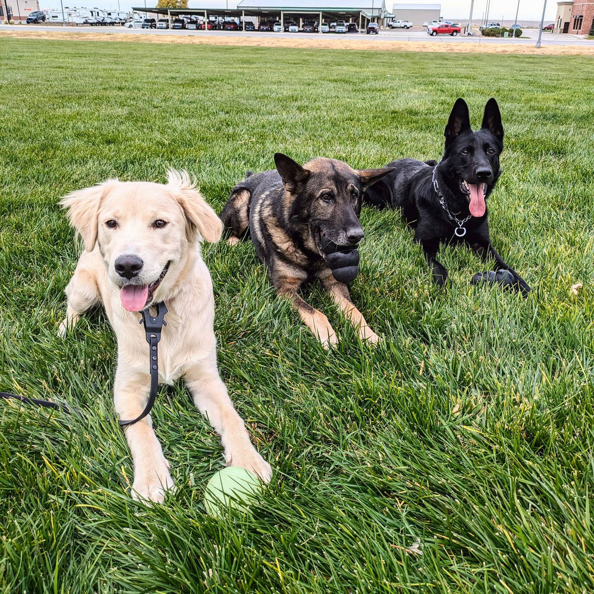 Post from K9 Arlo