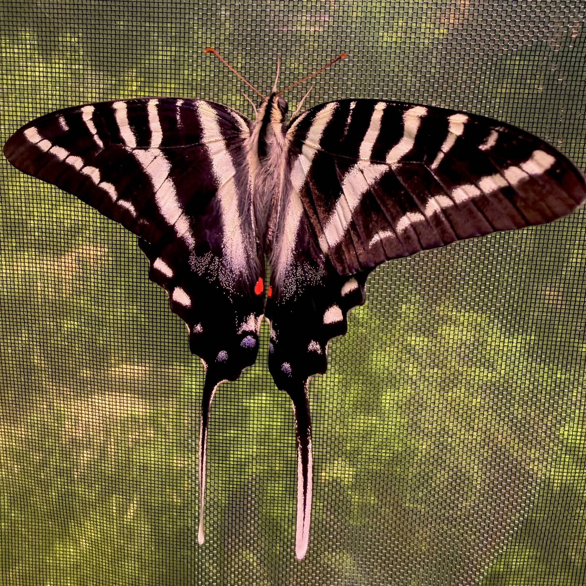 Post from Butterfly Gardening Inspirations