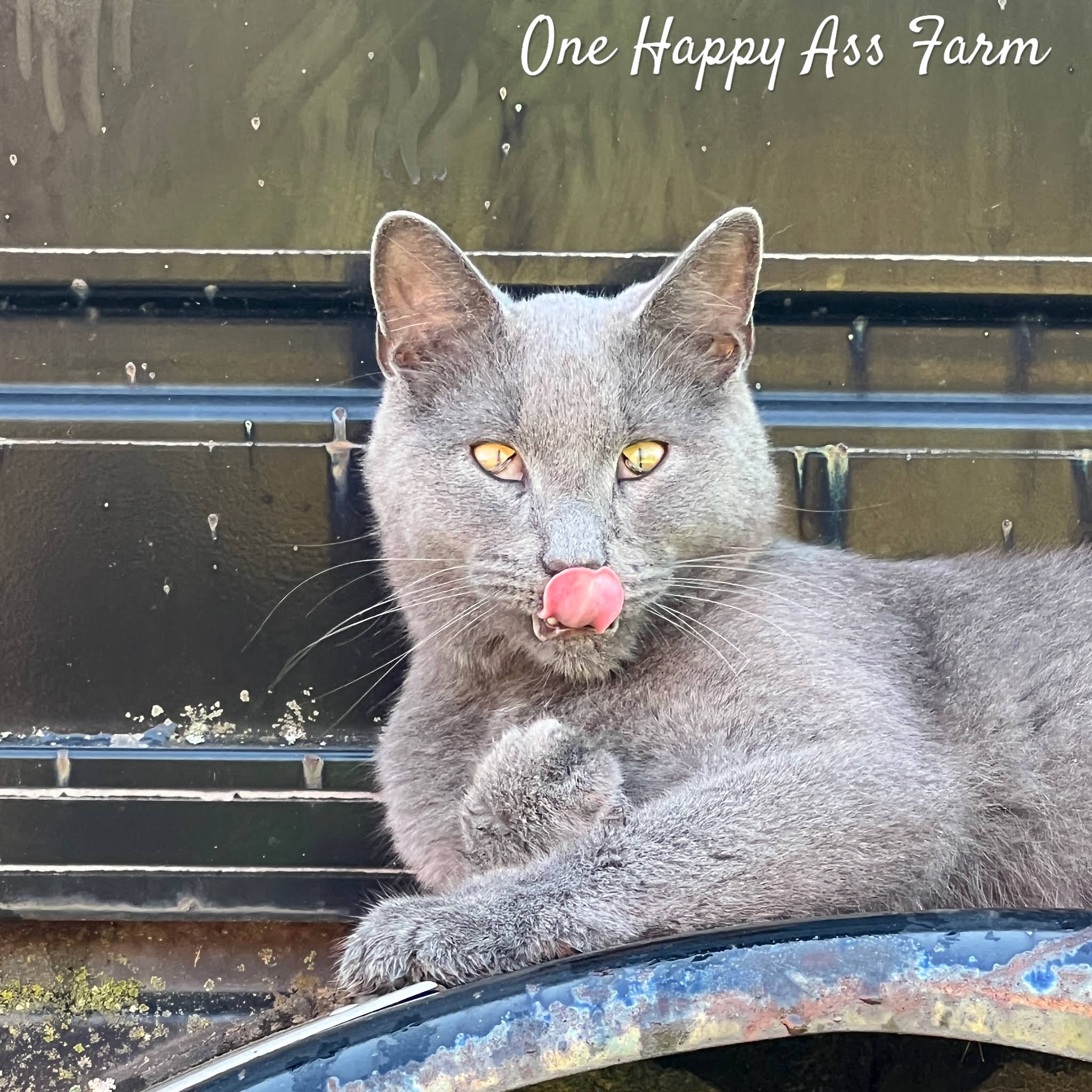 Post from One Happy Ass Farm