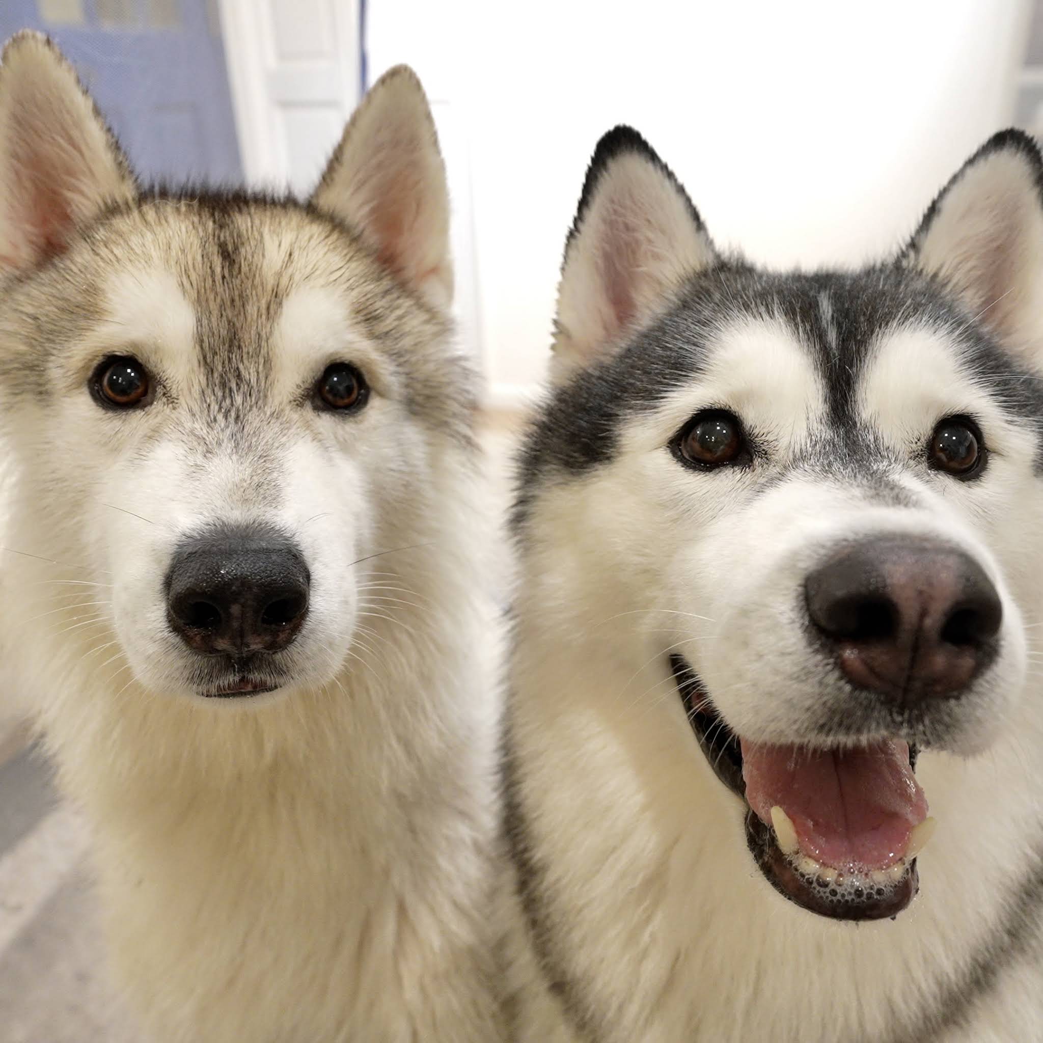Post from フィン君ブログ Siberian husky