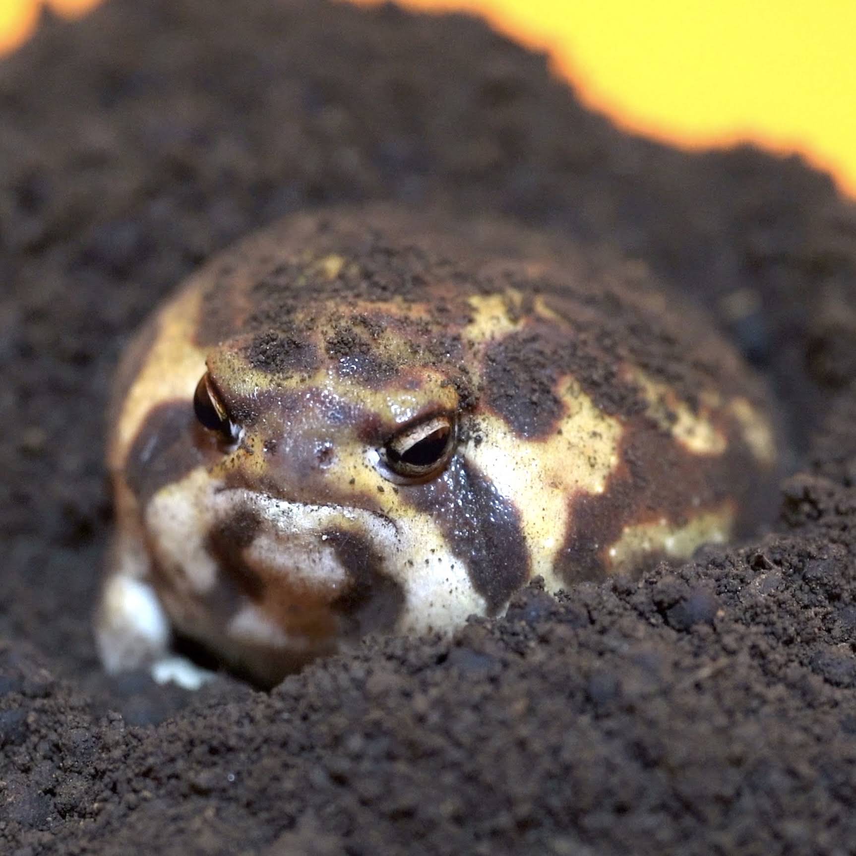 Post from Frog Pamper Moony Plus