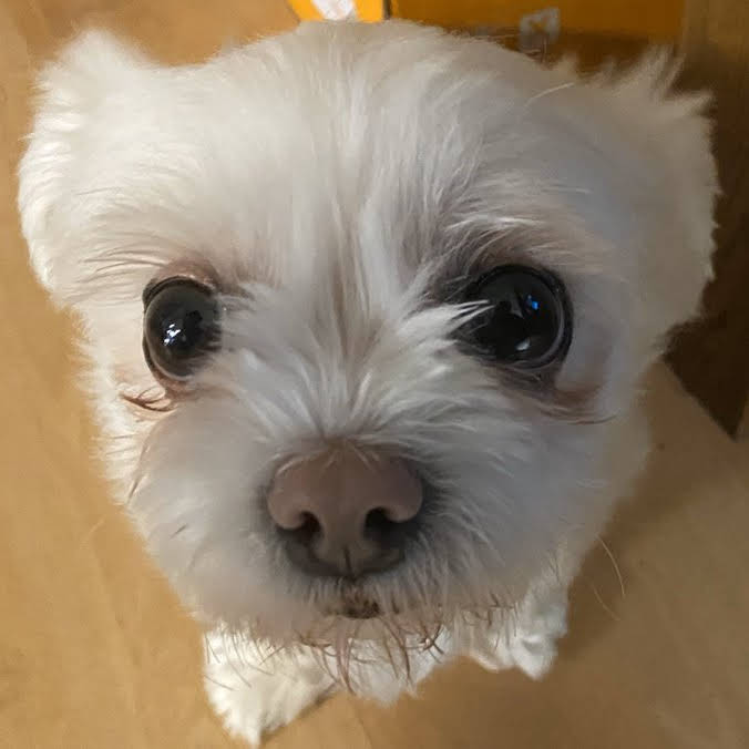 Post from Rat BadBoyHalo (Not BBH)