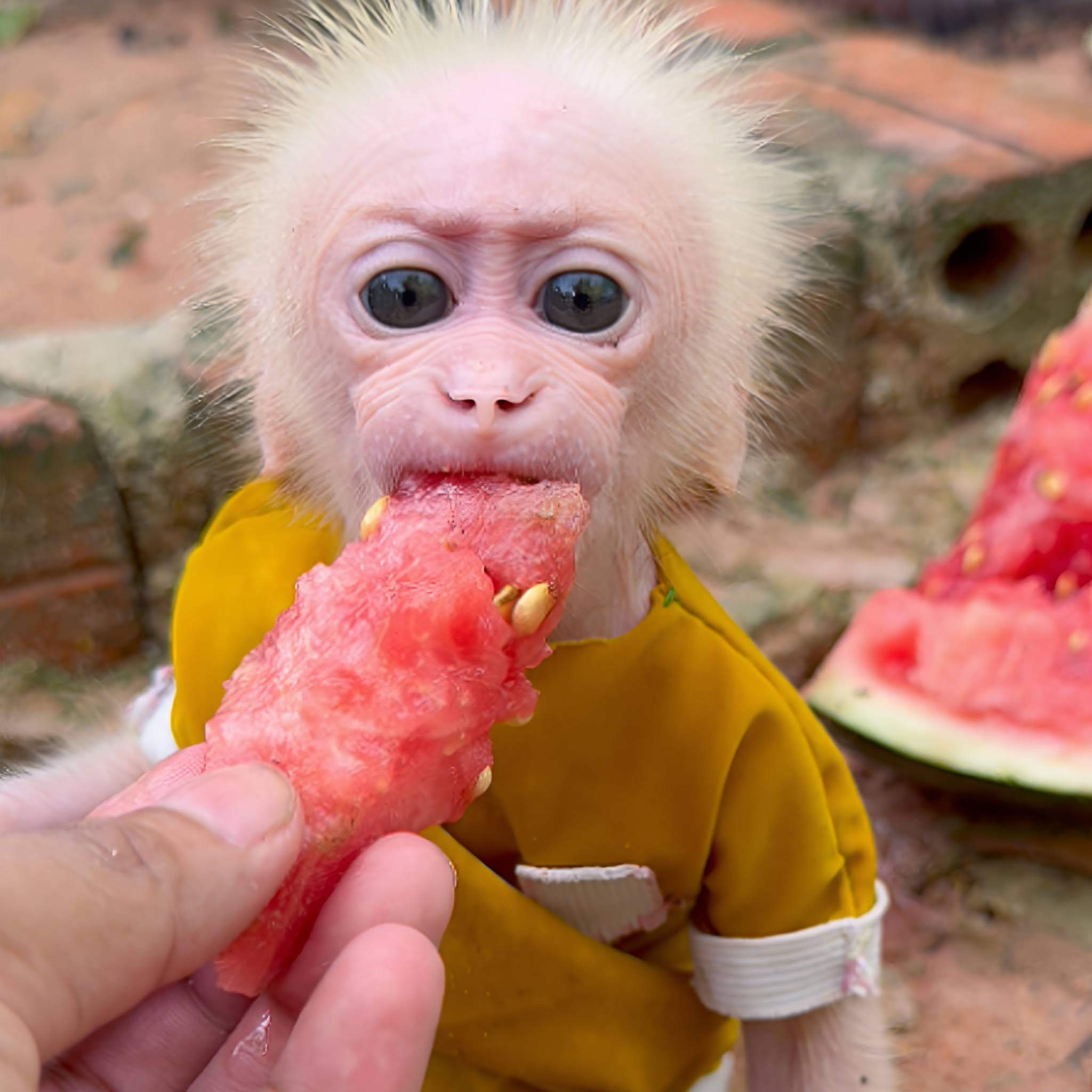 Post from Monkey Chloe