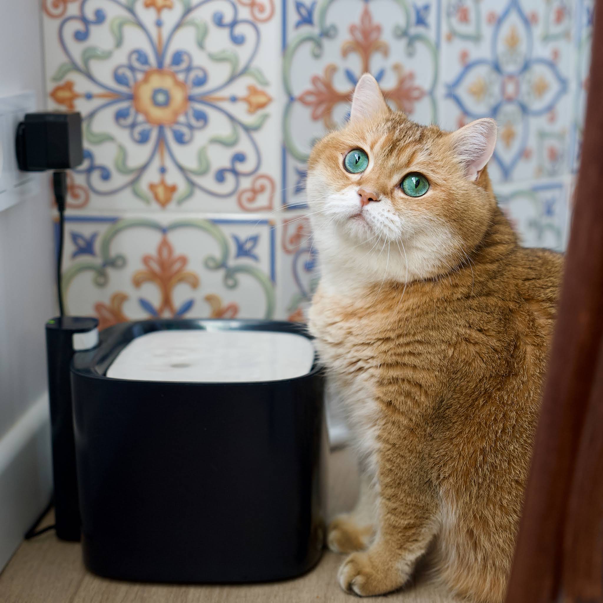 Post from Hosico Cat