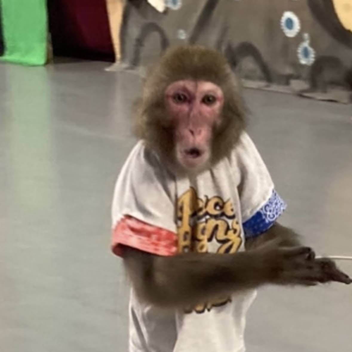 Post from Monkey Suo 周防猿まわしの会 Channnel