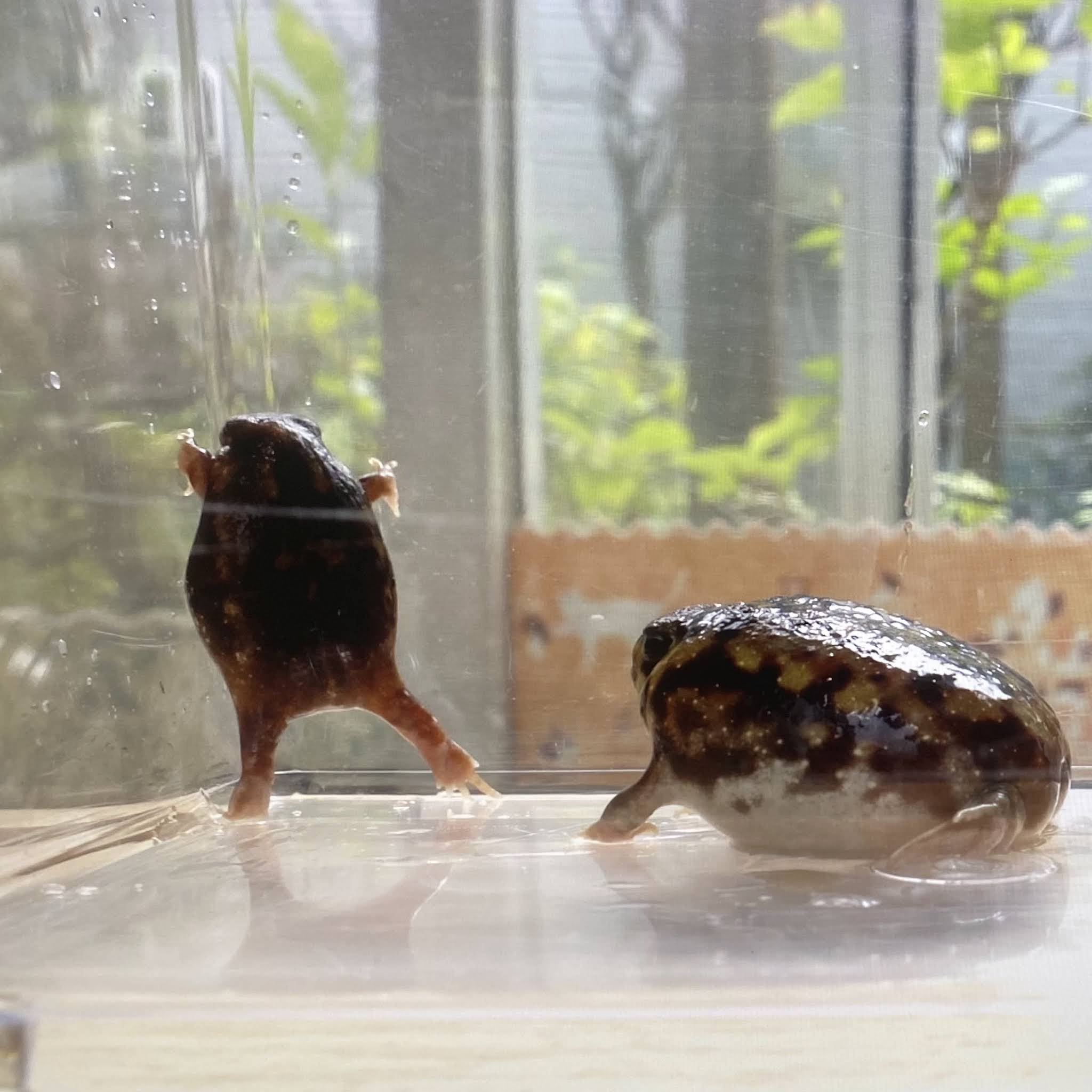 Post from Frog Pamper Moony Plus