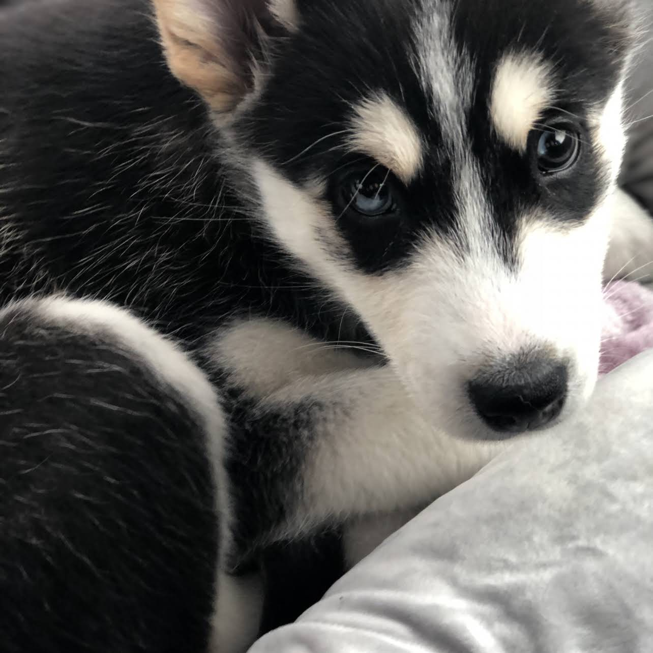 Post from Maya Husky