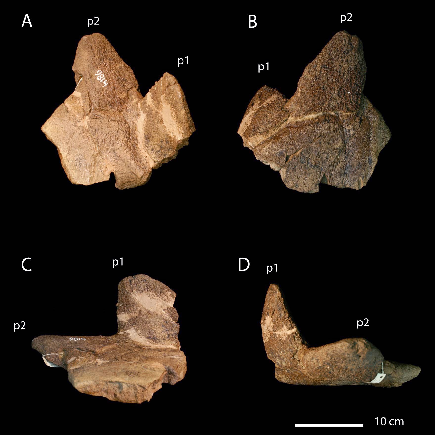 Post from Nick Longrich Evolution and Paleontology