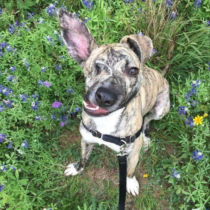 Post from Haris Love Animals