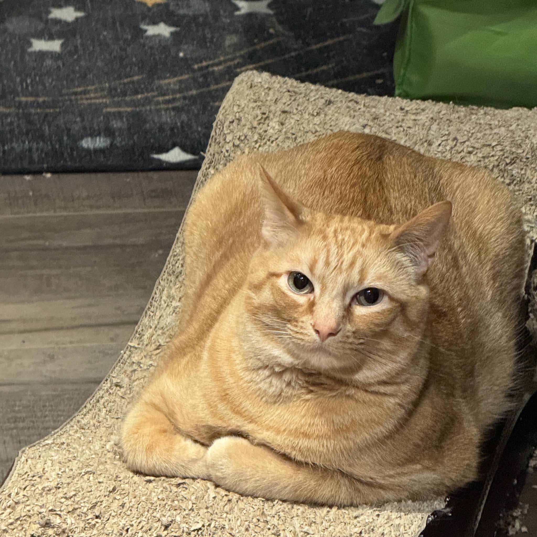 Post from Mauren | Cat Lady Tails