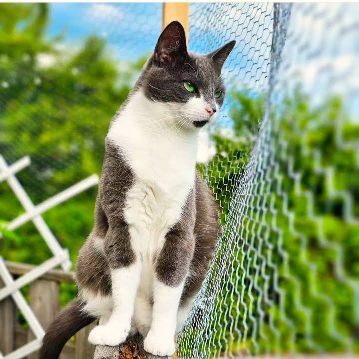 Post from Cuty Kitty