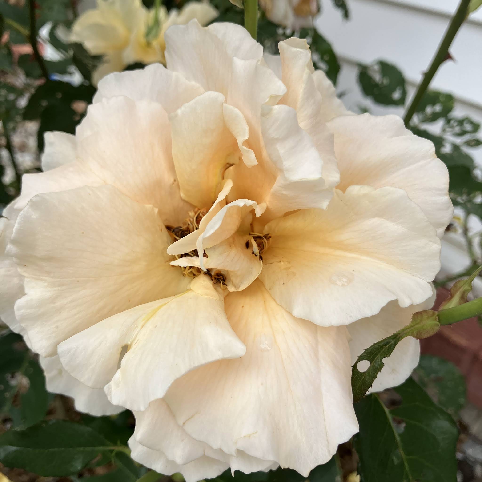 Post from Gina Maria Colvin Hill