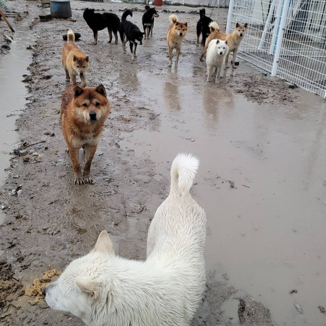 Post from [THE SOY] RuPong house