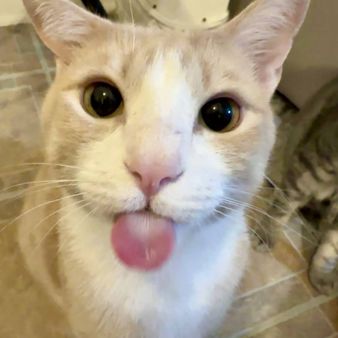 Post from Cuty Kitty