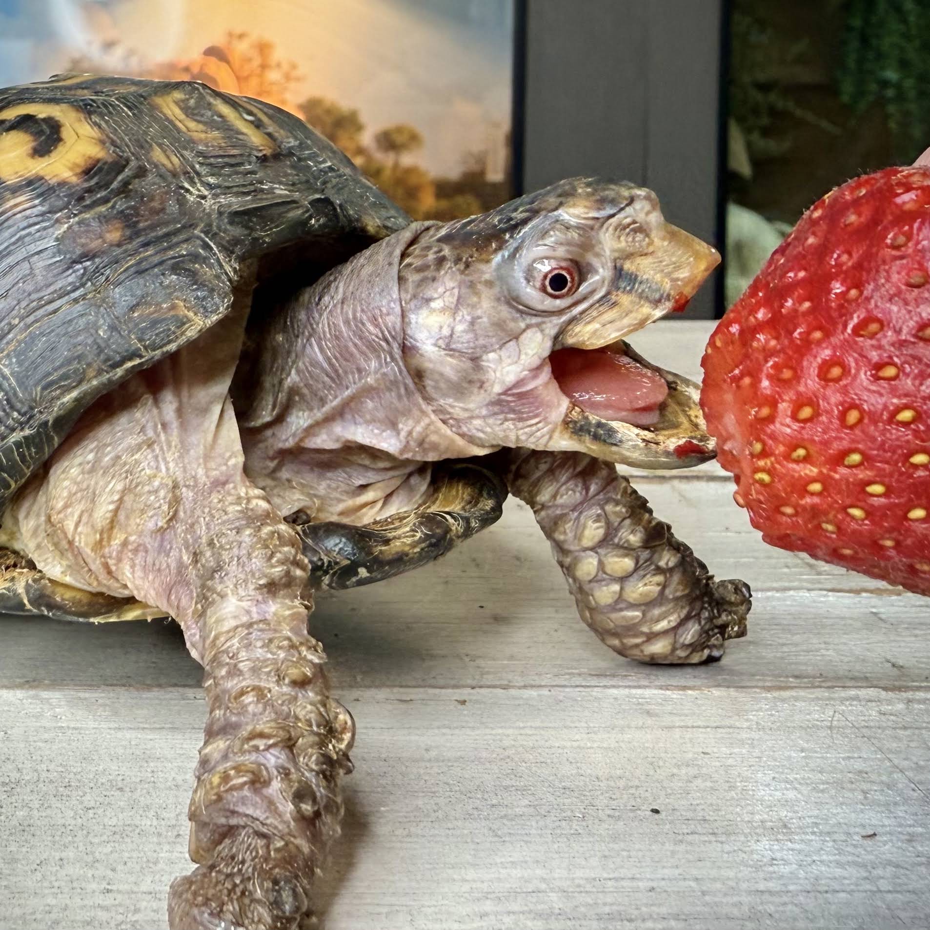 Post from Garden State Tortoise