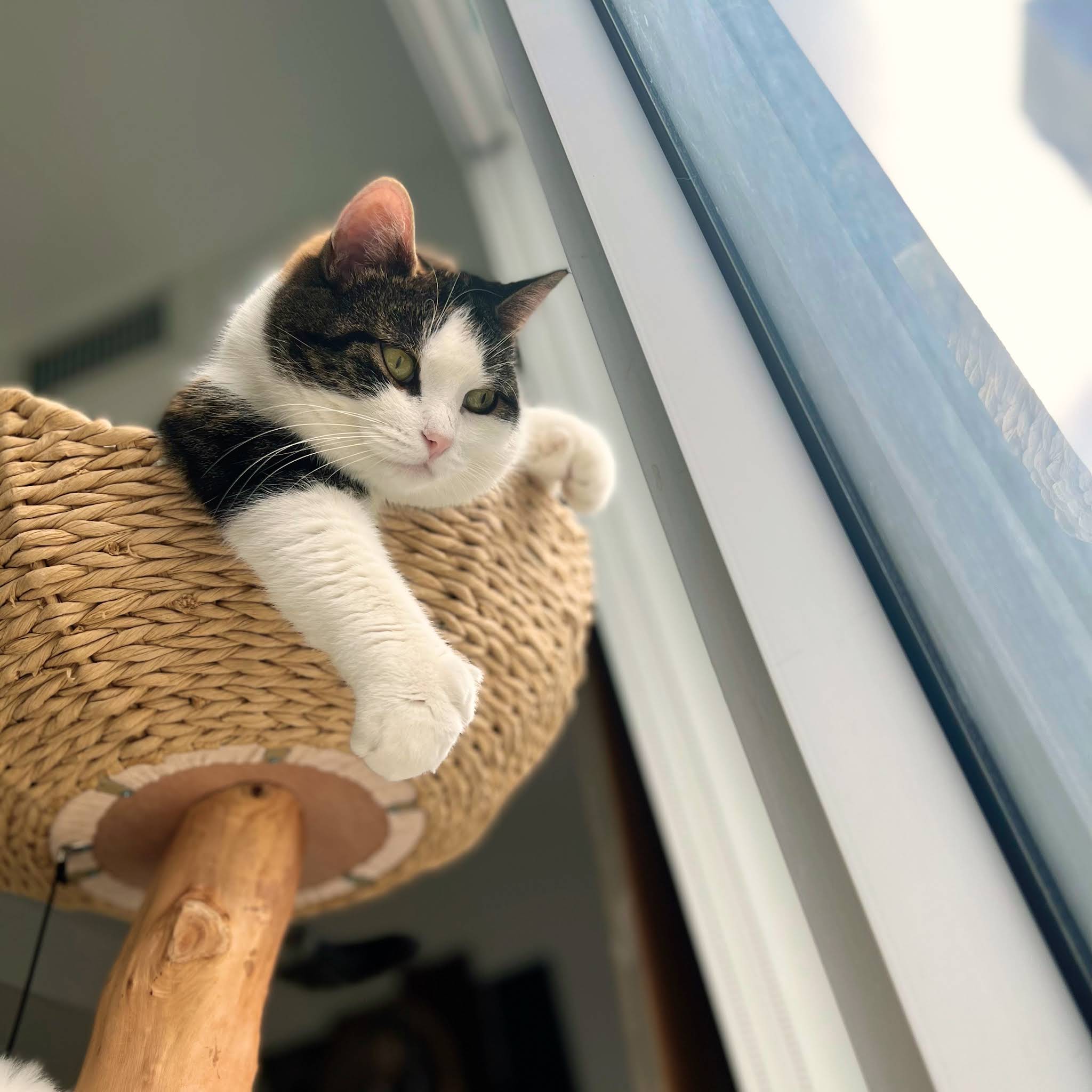 Post from Elie the hallway cat