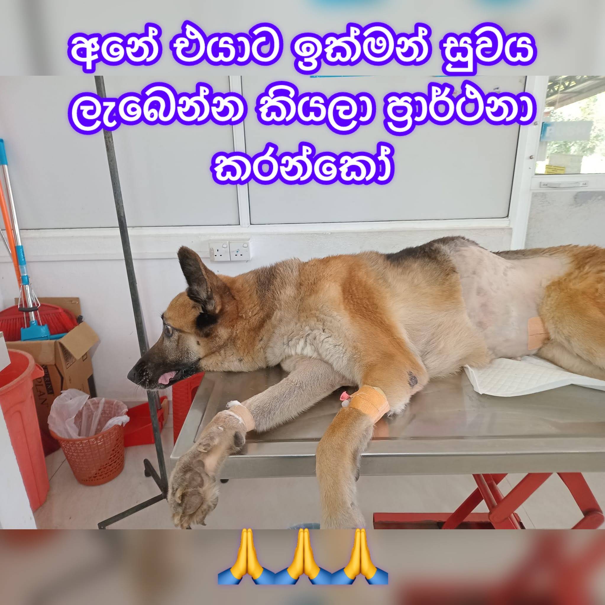 Post from SL Dog Talks