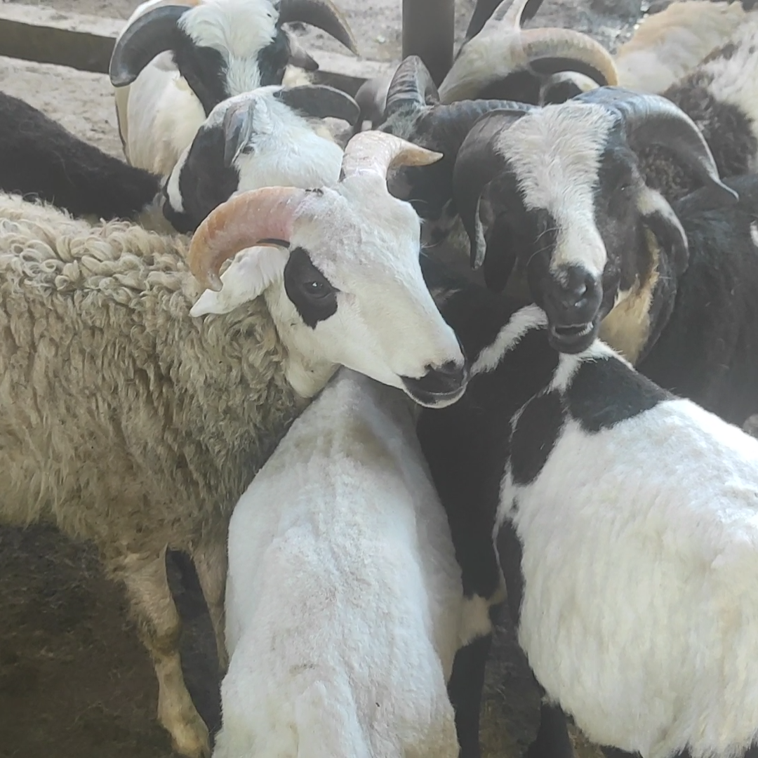 Post from Jejak Langkah