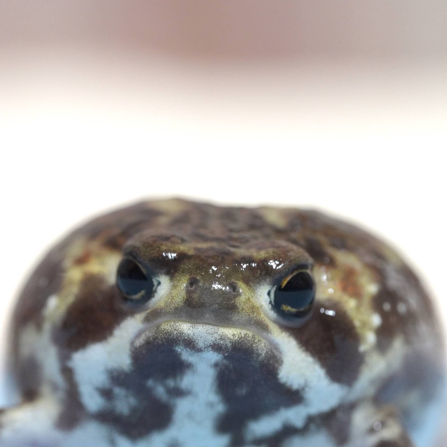 Post from Frog Pamper Moony Plus