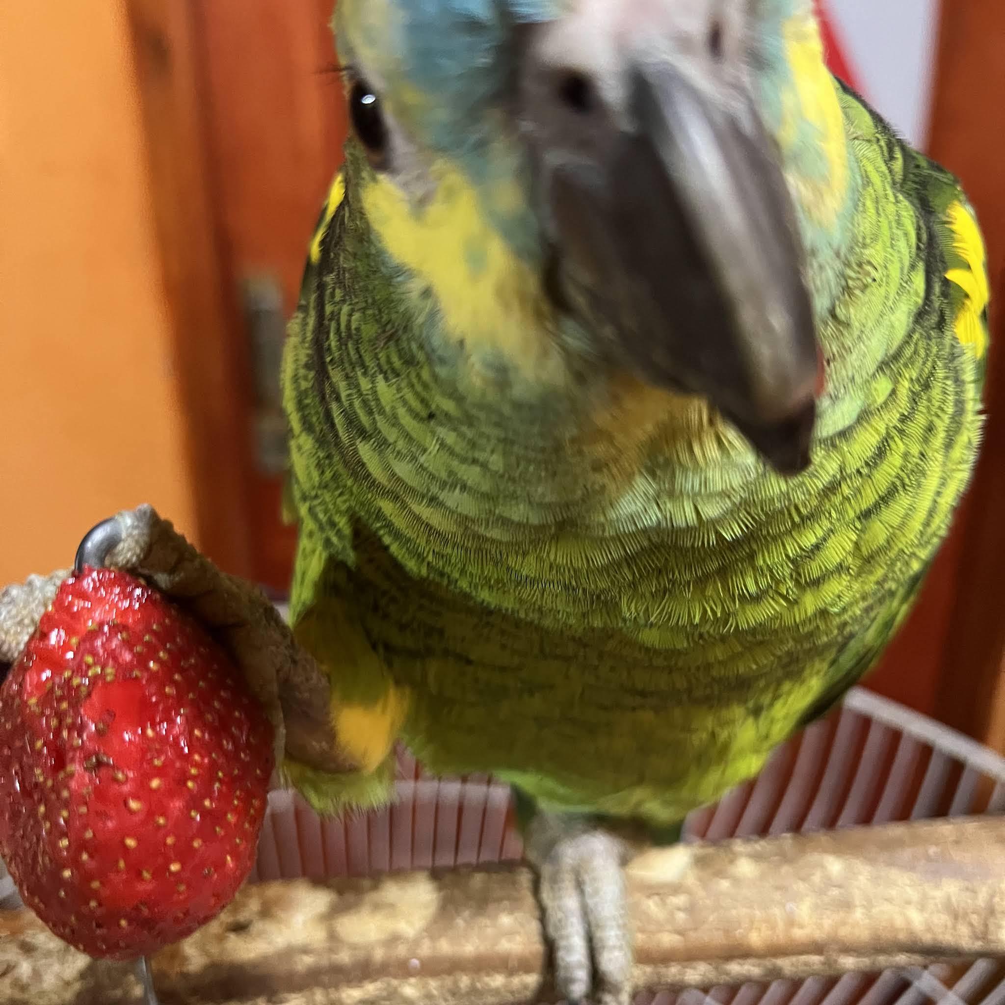 Post from El Carlitos Loro