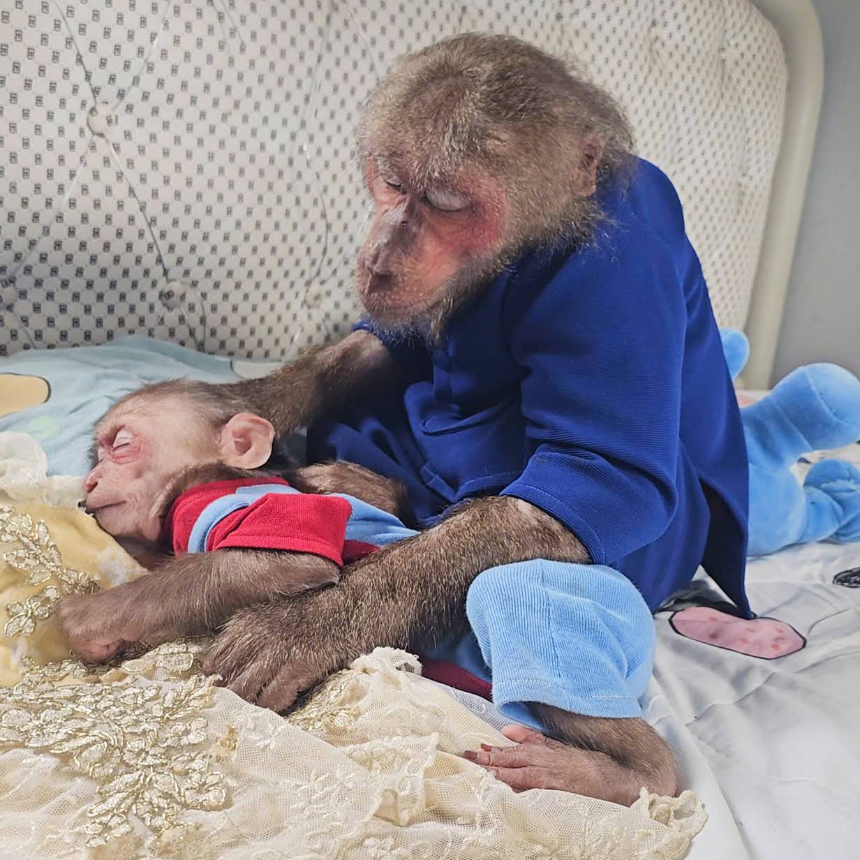 Post from Monkey Su