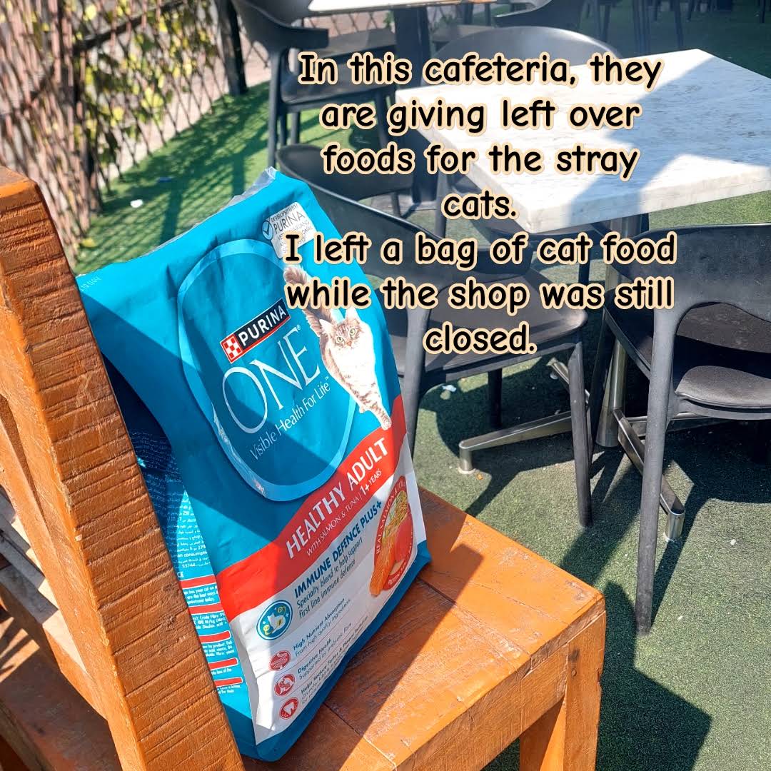 Post from Stray Cats Feeder