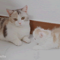 Post from Ninifam 니니고양이