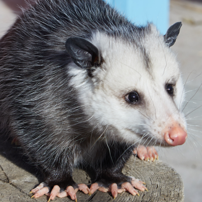 Post from Opossumguy World