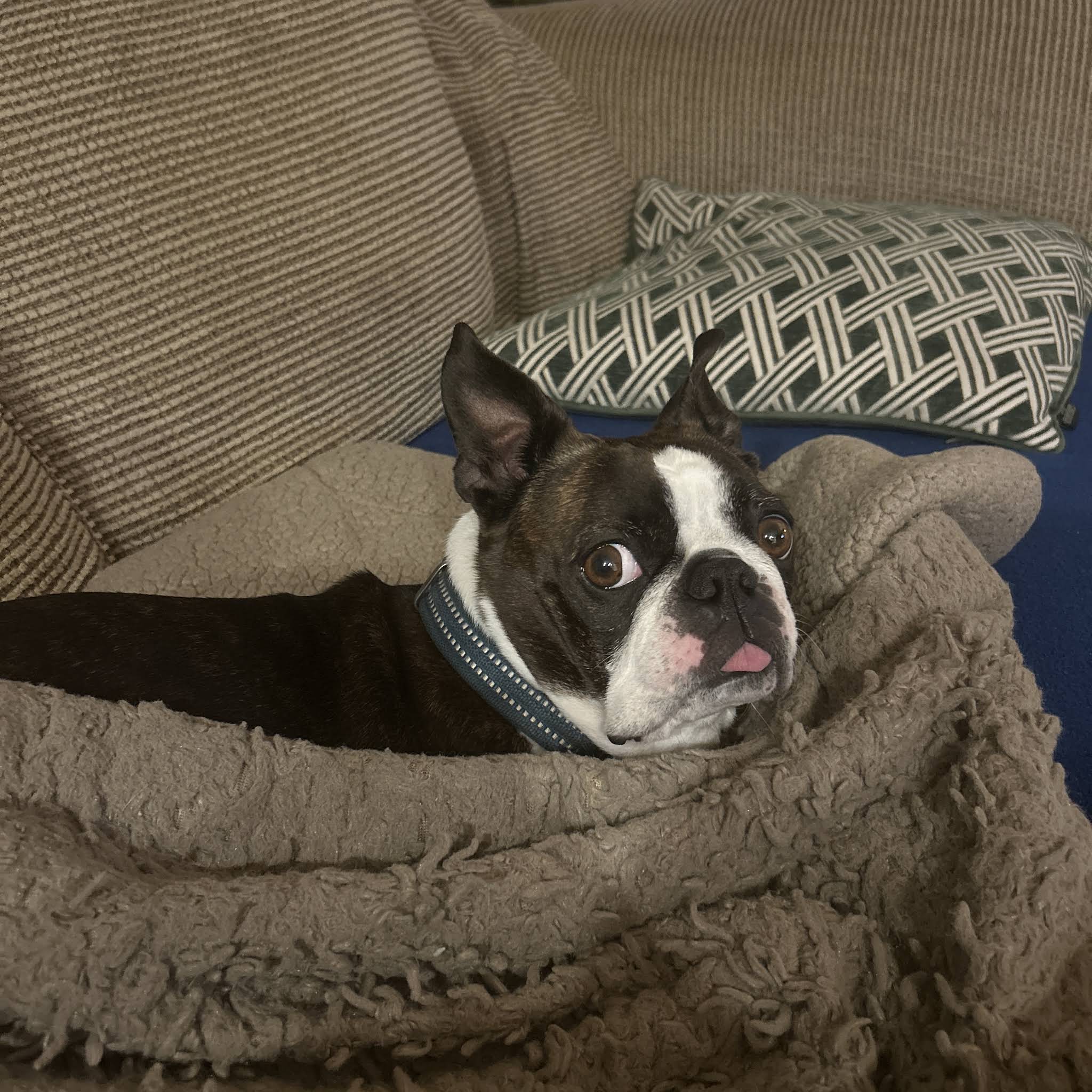 Post from Calvin The Boston Terrierist!
