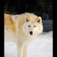 Post from @Wolfgirl720StudiosVr:Yellow collar den