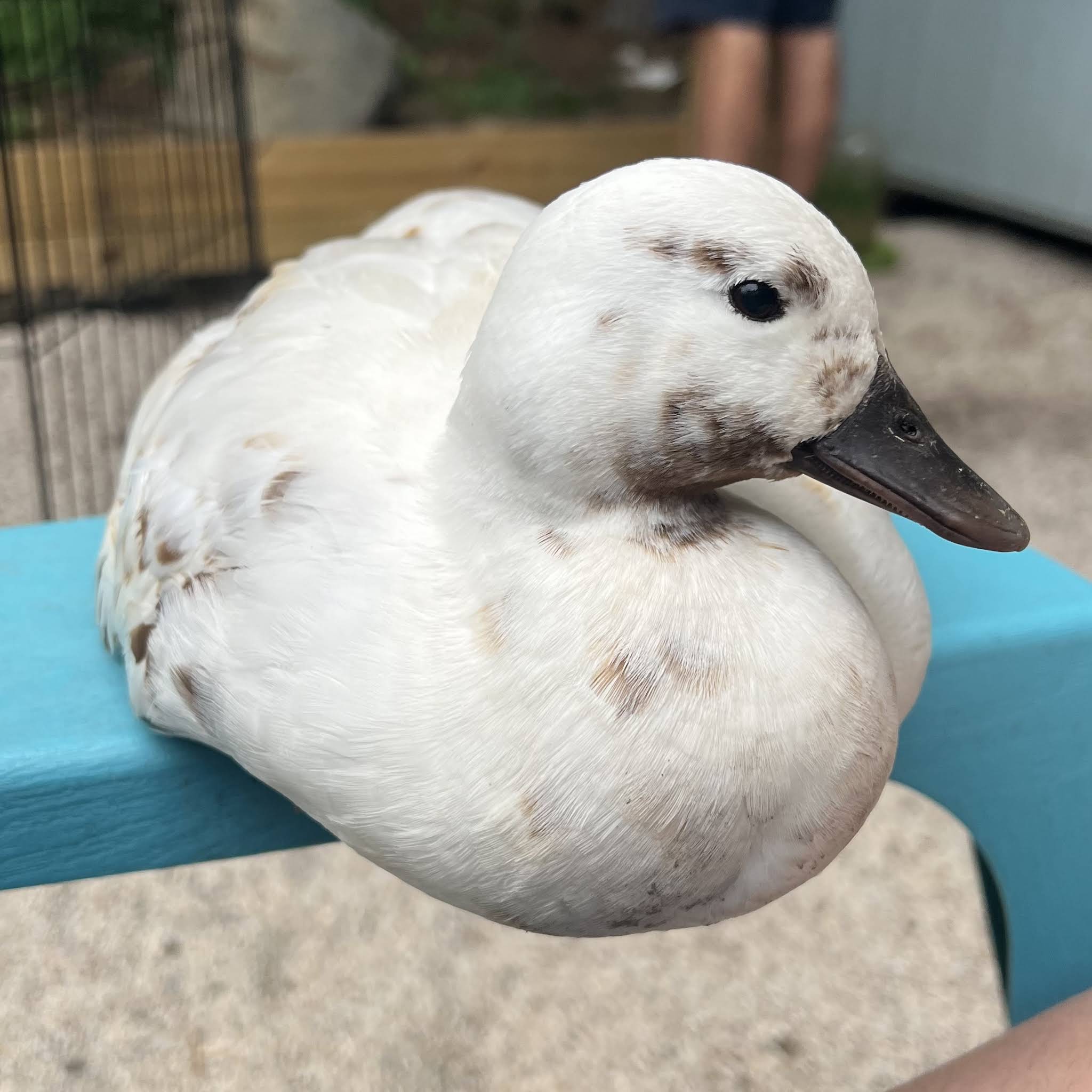 Post from Dunkin Ducks