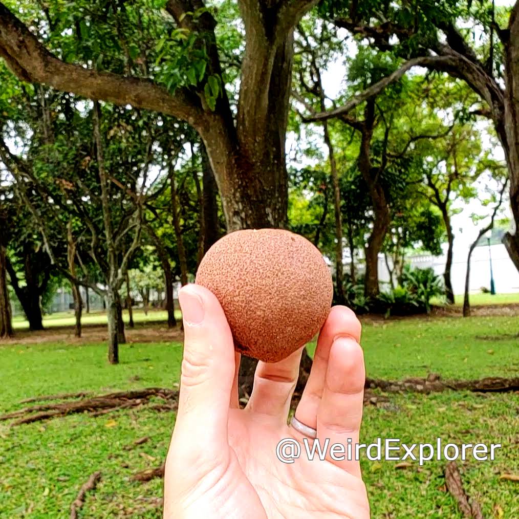 Post from Weird Explorer