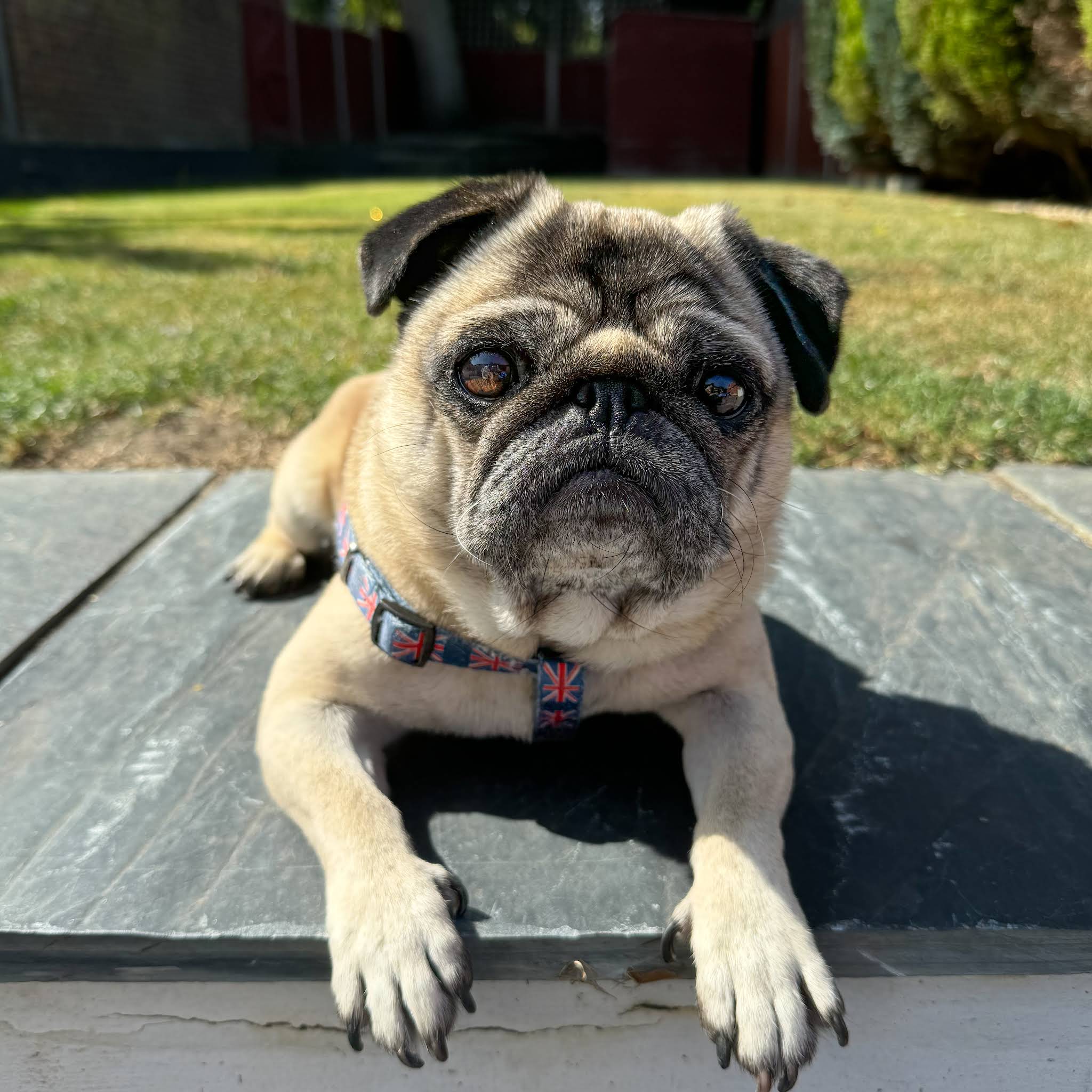 Post from Pangpang the Cute Pug