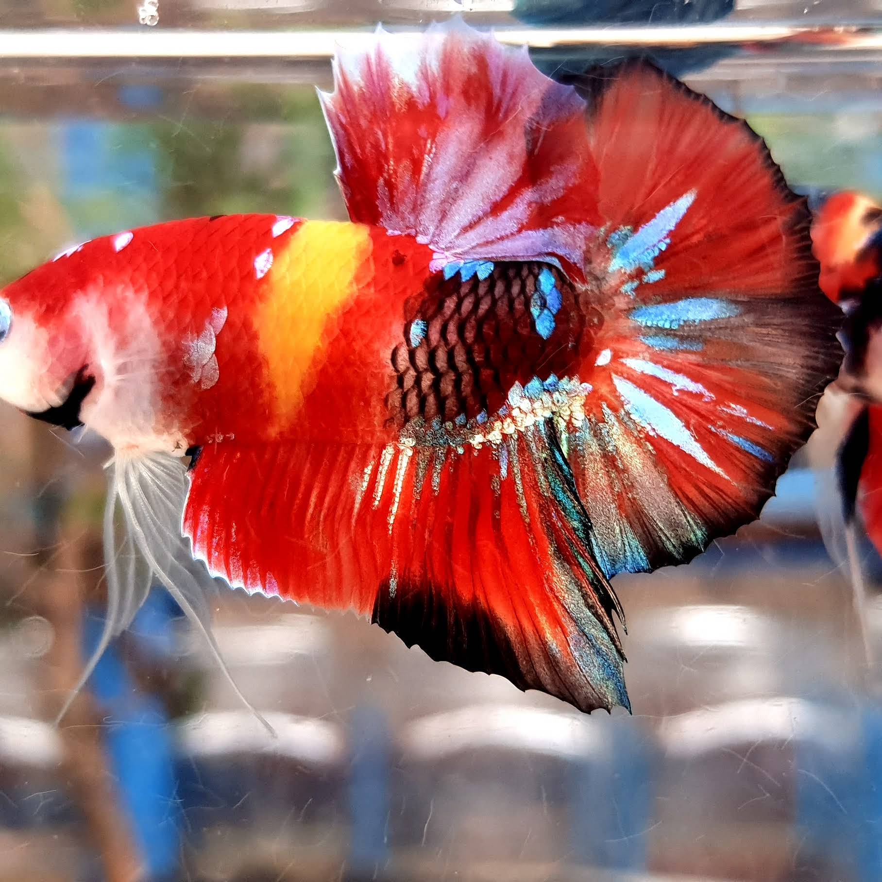 Post from Betta Progress